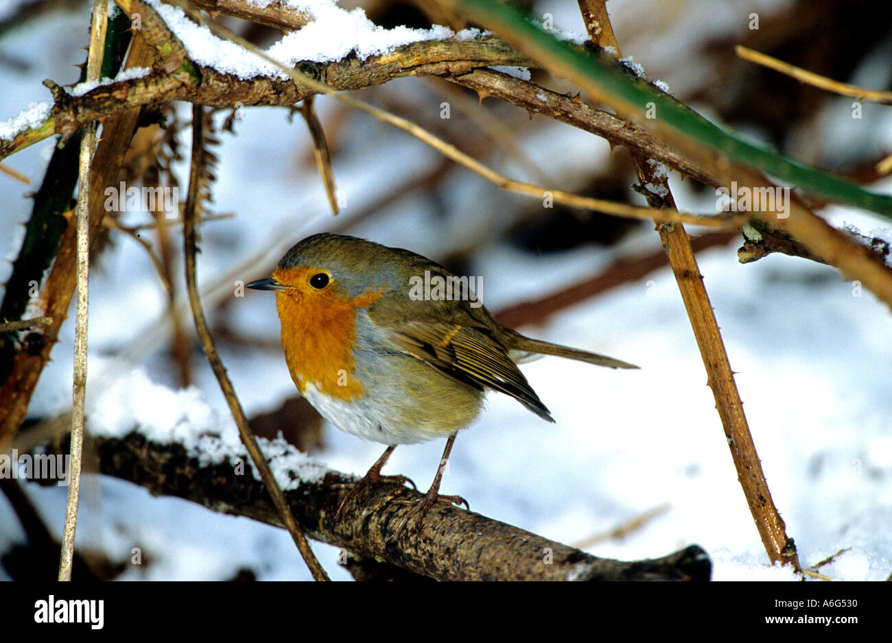 Robin winter scene hi-res stock photography and images - Alamy