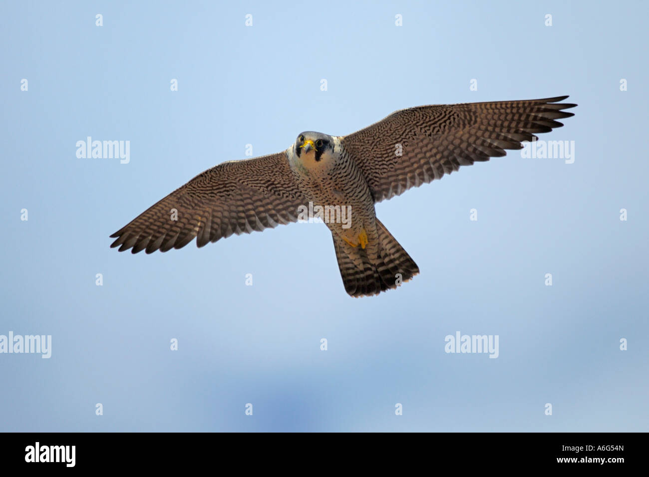 Peregrine Falcon (Falco peregrinus) in flight Stock Photo - Alamy