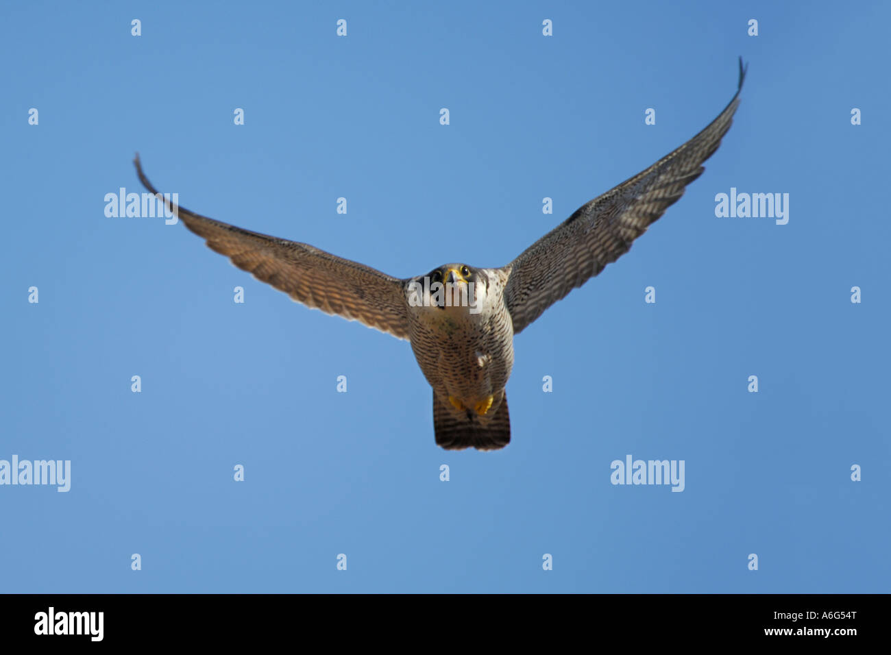Peregrine falcon in flight hi-res stock photography and images - Alamy
