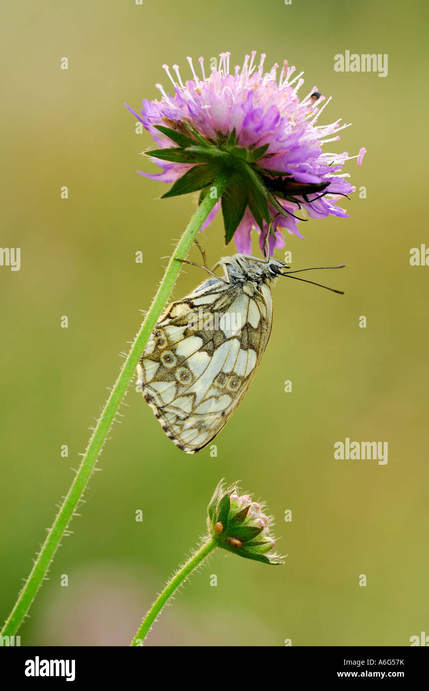 Marbled White (Melanargia galathea) on Meadow Widow Flower (Knautia ...