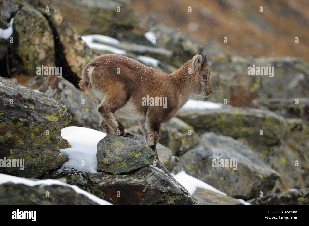 Alpine ibex (Capra ibex) fawn climbing in light snow fall Stock Photo ...