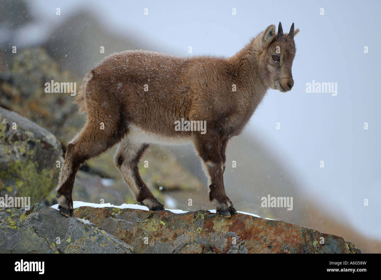Alpine ibex (Capra ibex) fawn climbing in light snow fall Stock Photo ...