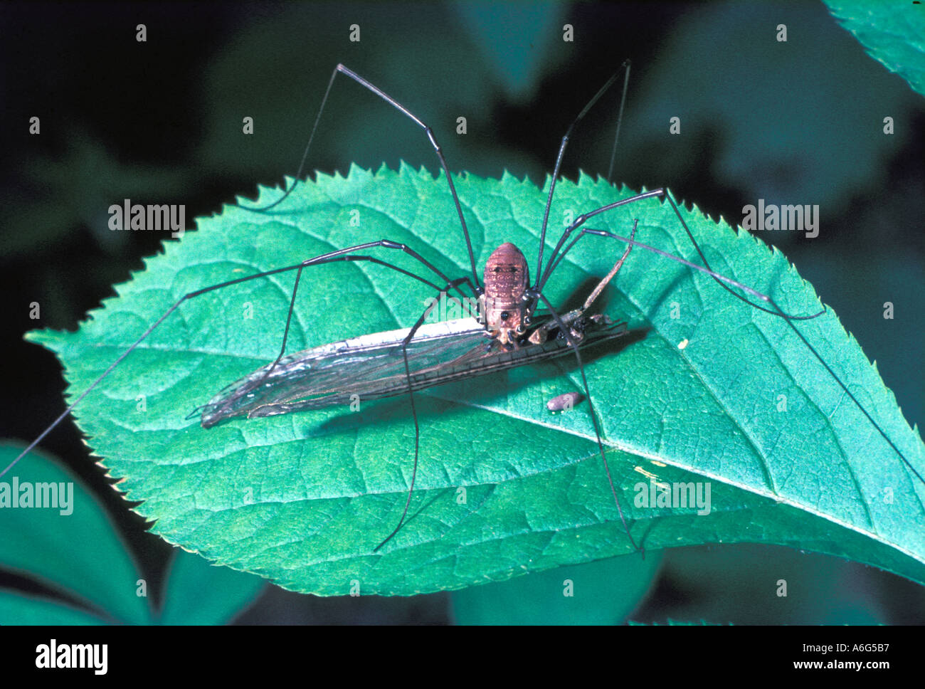 INVERTEBRATE HARVESTMAN Daddy Long Legs Stock Photo - Alamy