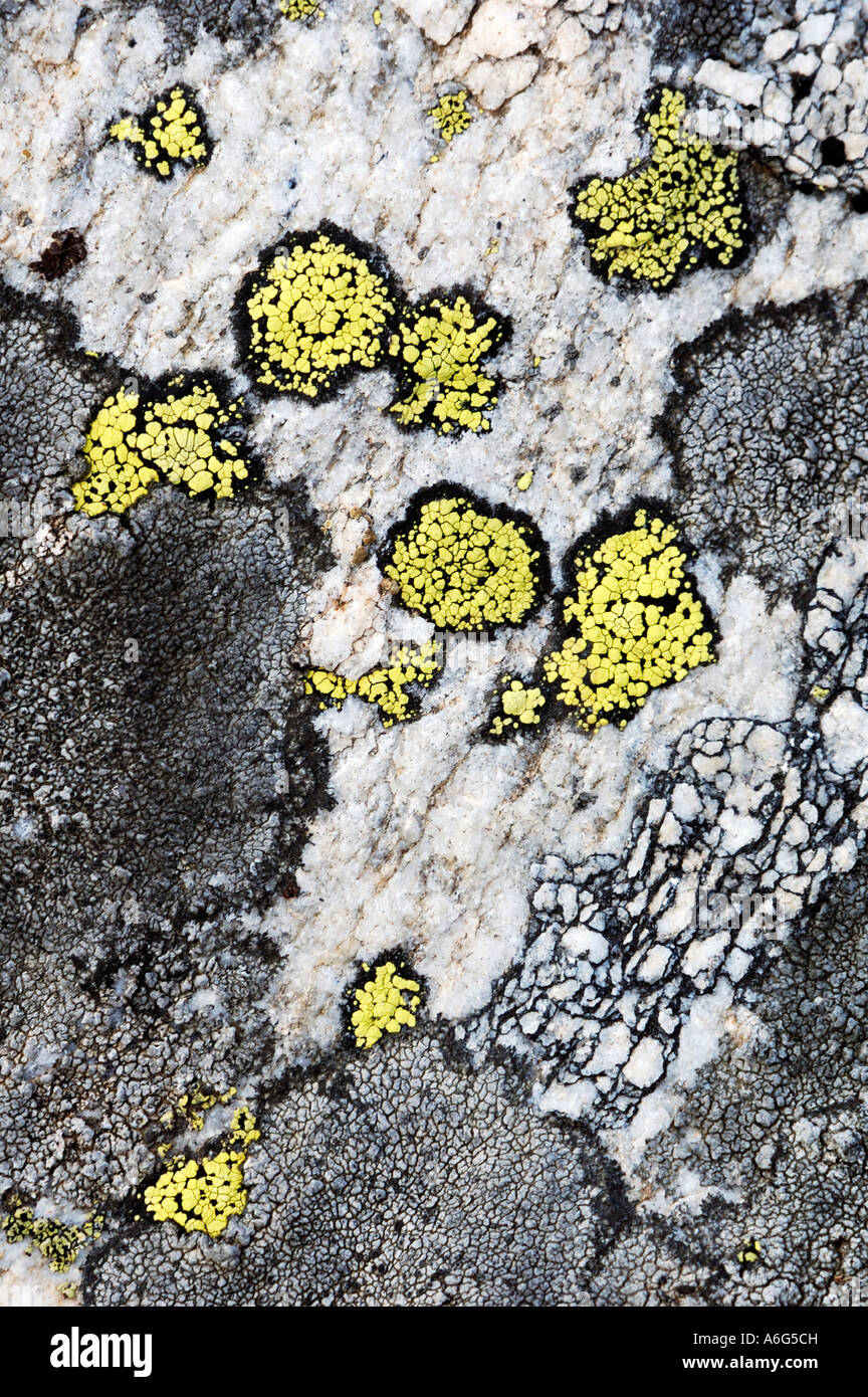 Map lichen (Rhizocarpon geographicum Stock Photo - Alamy