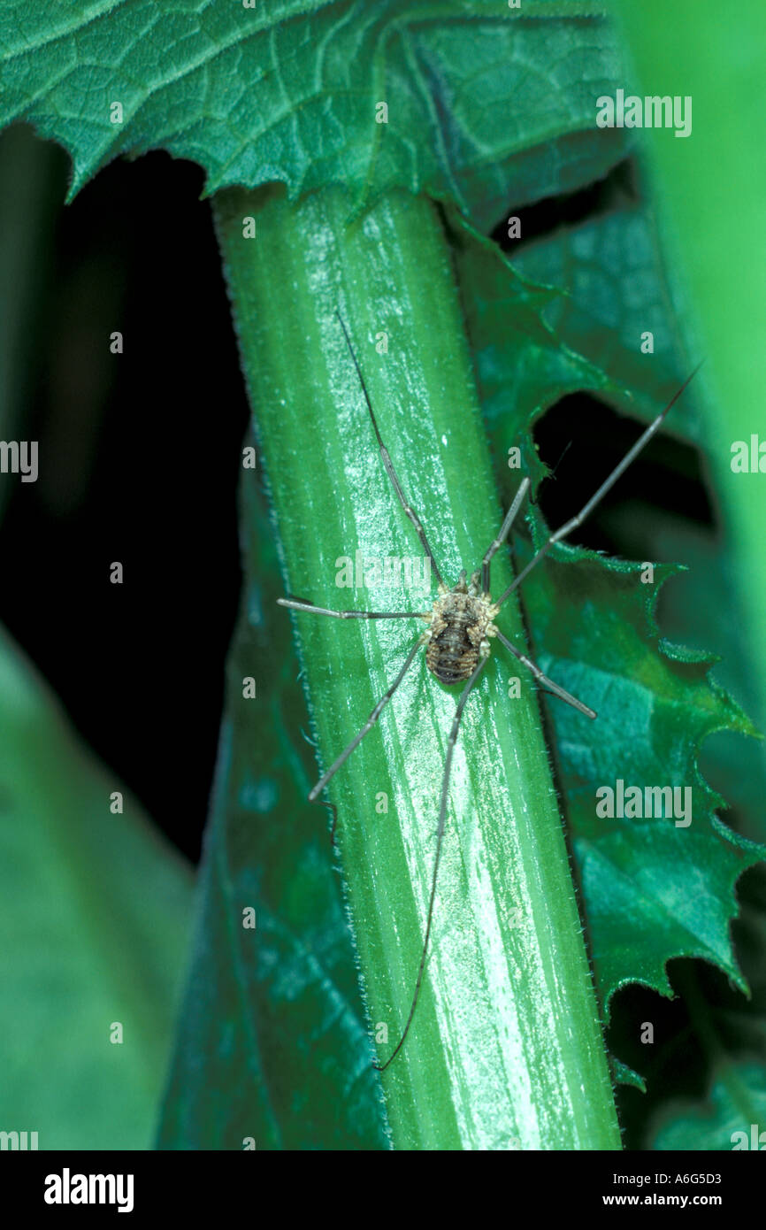 INVERTEBRATE HARVESTMAN Daddy Long Legs Stock Photo - Alamy