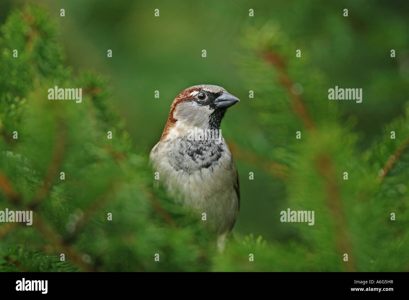House sparrow family hi-res stock photography and images - Alamy