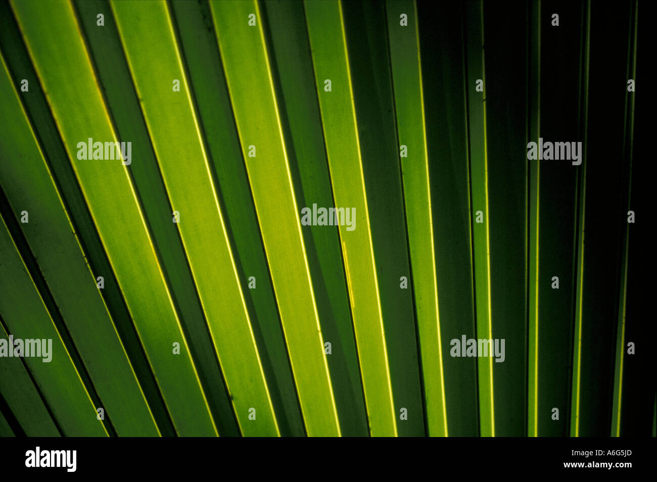 Rib structure of palm leaf (Coco de Mer, Lodoicea maldivica), detail ...