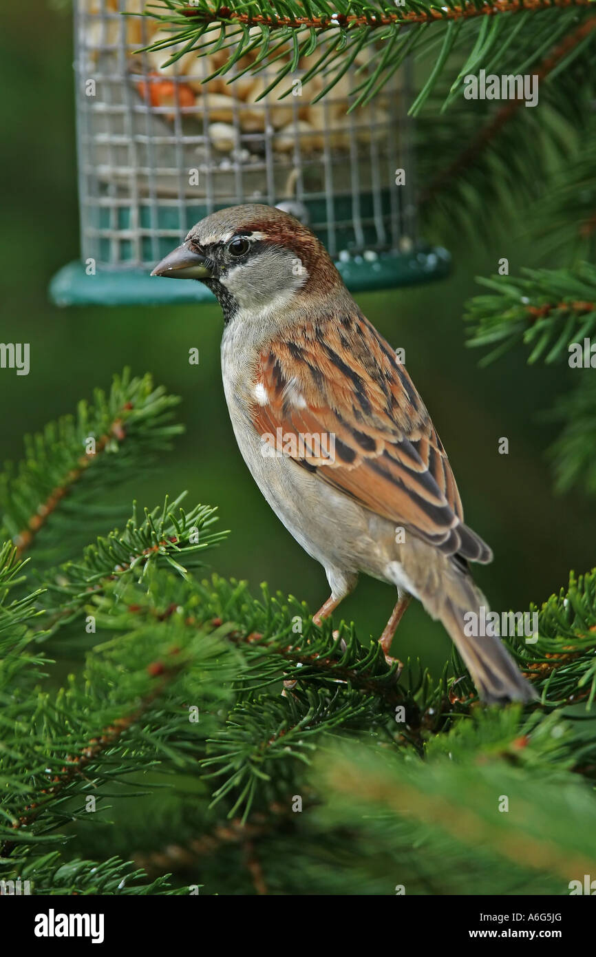 House sparrow (Passer domesticus) family sparrows (Passeridae Stock ...