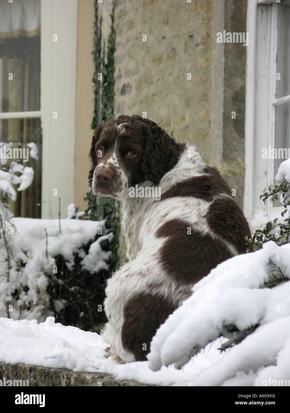 Springer spaniel dog looking sad sitting on a wall in the snow ...