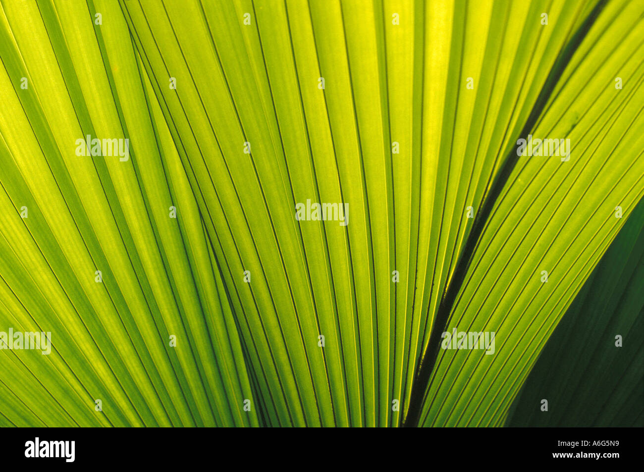 Rib structure of palm leaf (Coco de Mer, Lodoicea maldivica), detail in ...