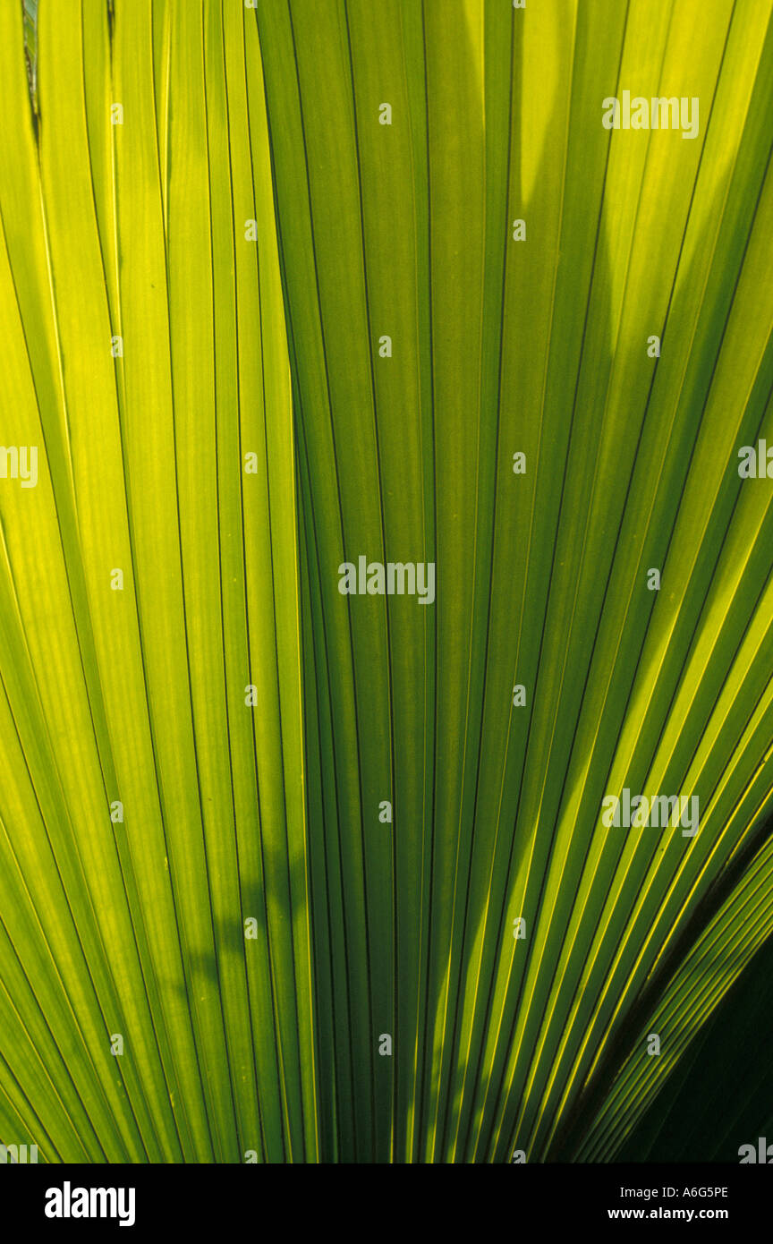 Rib structure of palm leaf (Coco de Mer, Lodoicea maldivica), detail in ...