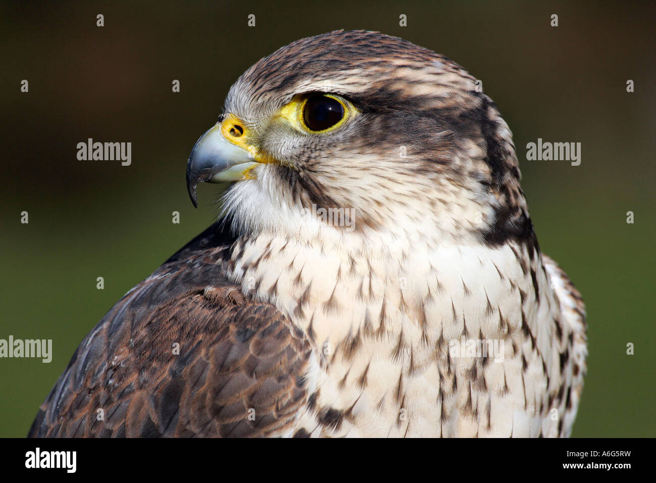 Saker falcon - portrait (Falco cherrug Stock Photo - Alamy