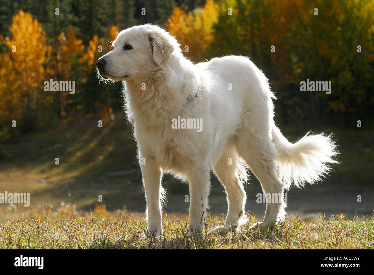 Dog (golden retriever) in back light Stock Photo - Alamy