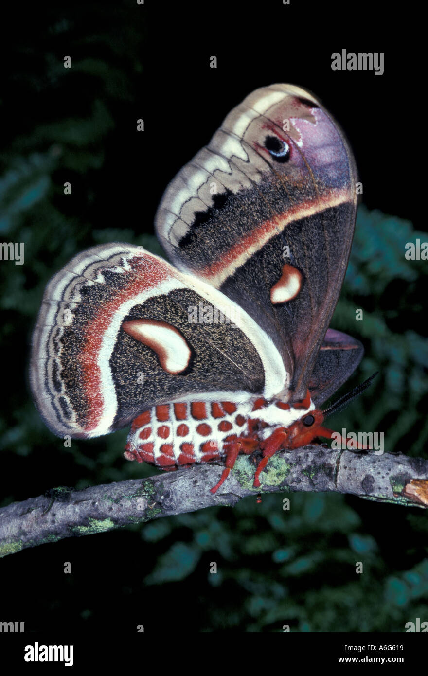Moth ex hi-res stock photography and images - Alamy