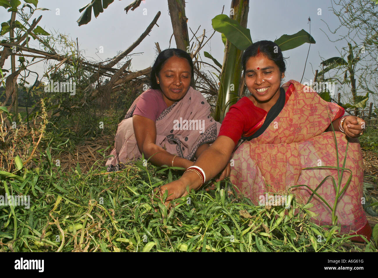 Indian women workers farm hi-res stock photography and images - Alamy