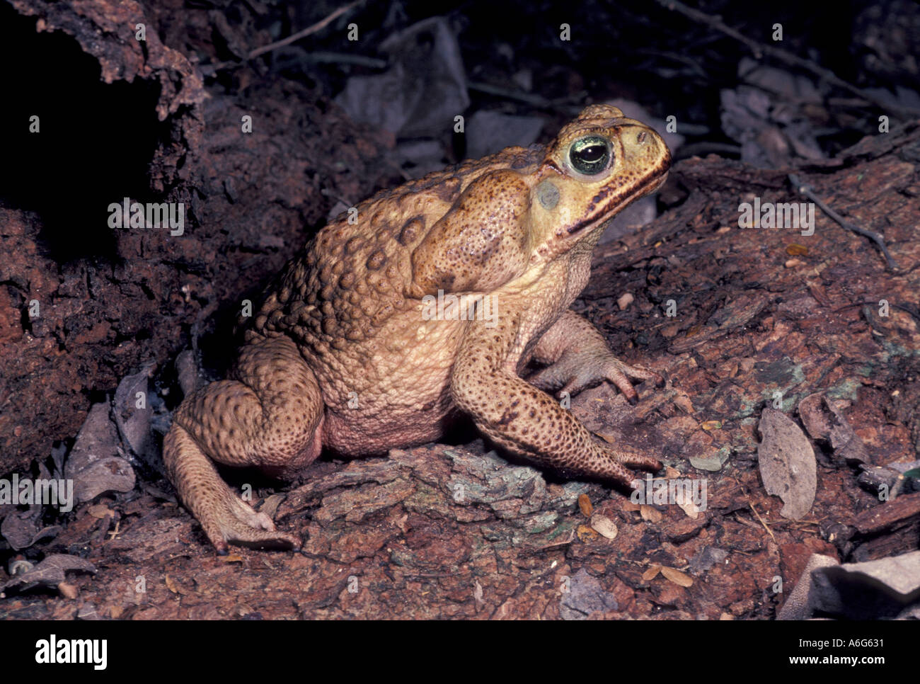 AMPHIBIAN TOAD Giant Stock Photo - Alamy