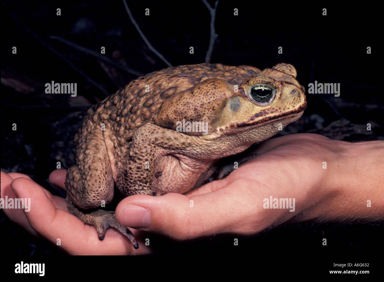 AMPHIBIAN TOAD Giant Stock Photo - Alamy