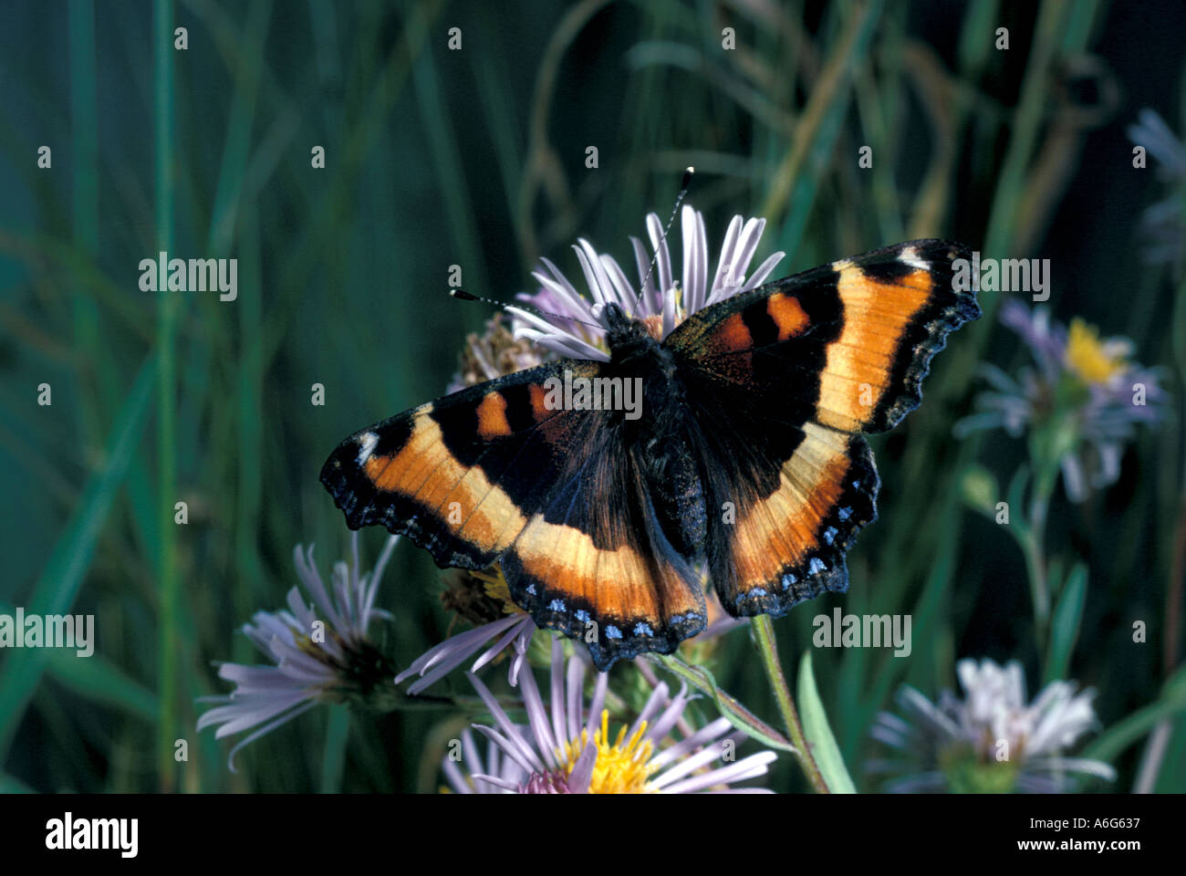 Butterfly 10 hi-res stock photography and images - Alamy