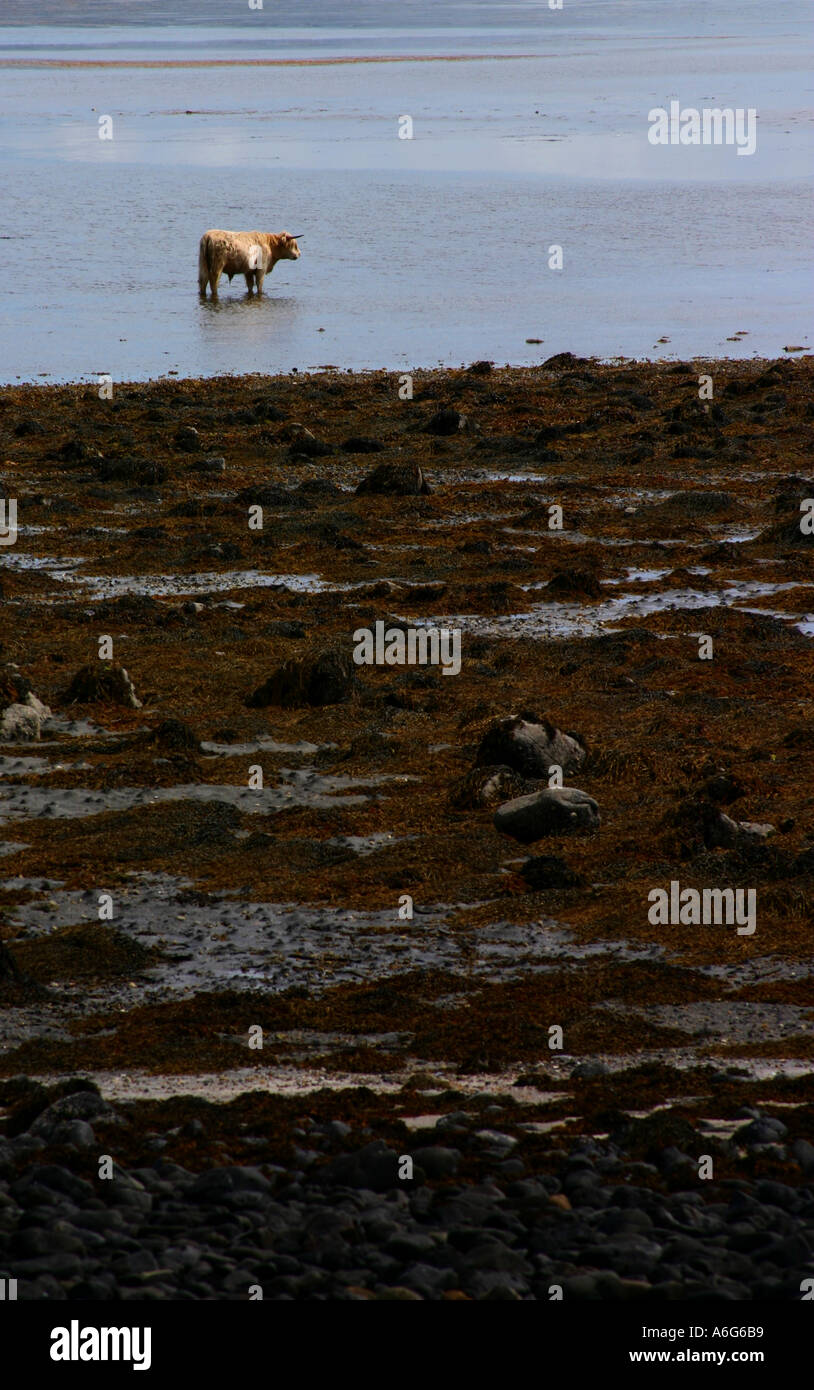 Cow at sea Stock Photo - Alamy