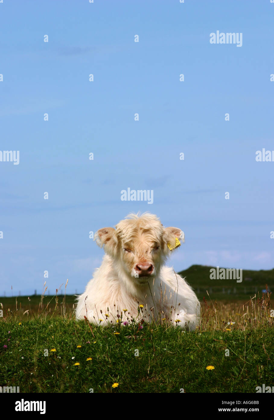 Calf white albino cow hi-res stock photography and images - Alamy