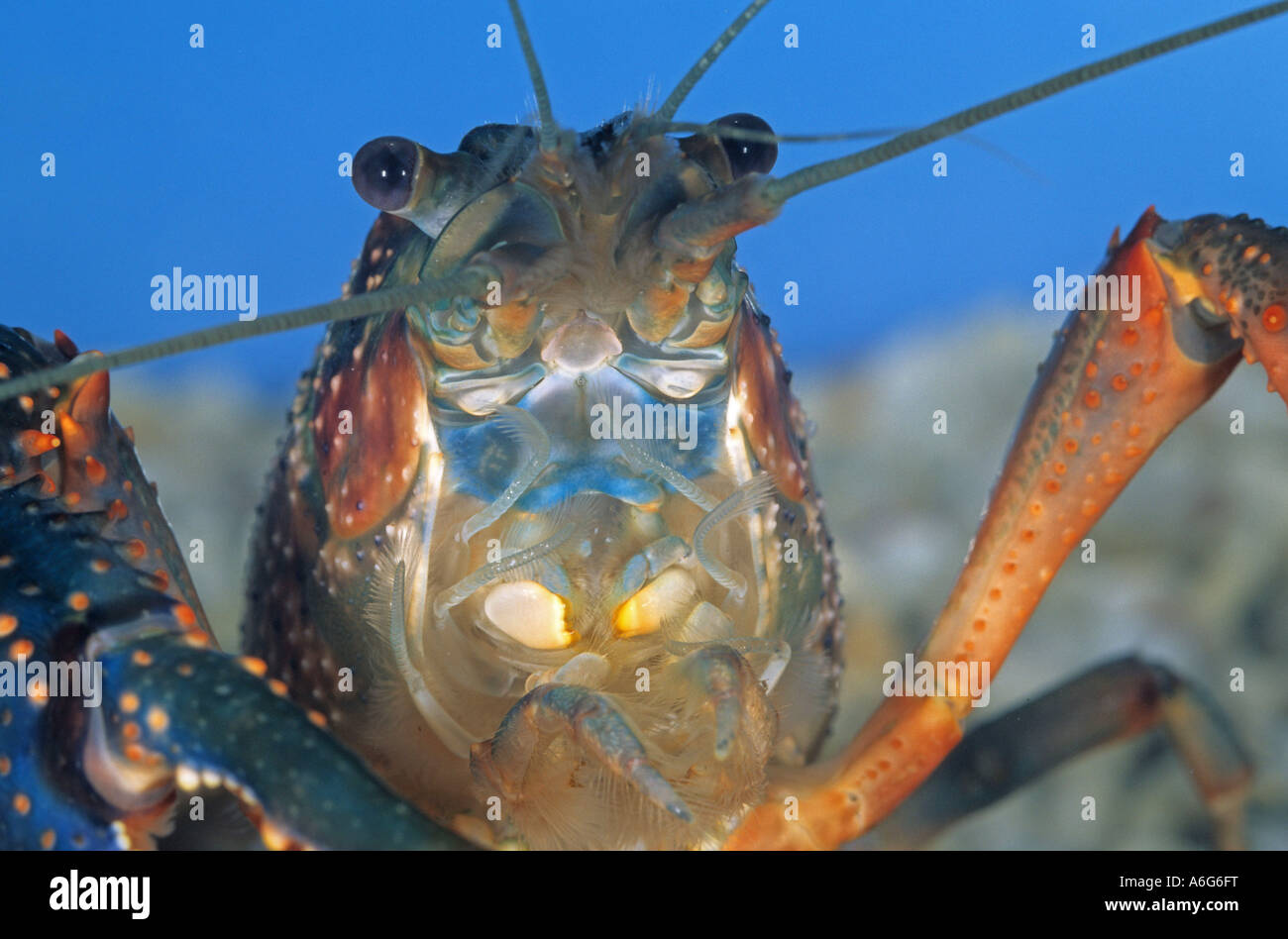 Freshwater crayfish hi-res stock photography and images - Alamy