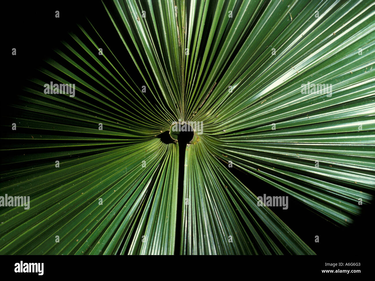 Rib structure hi-res stock photography and images - Alamy