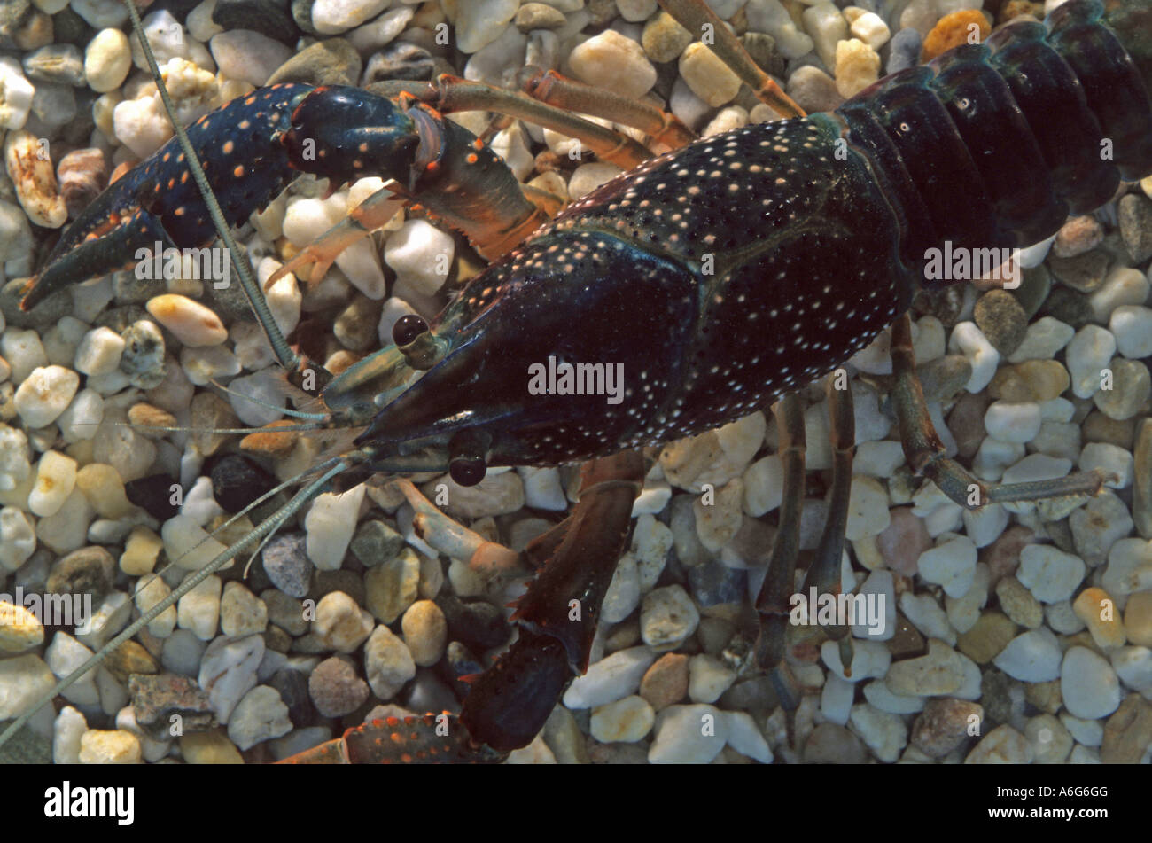 Freshwater crayfish (Procambarus clarkii), captive Stock Photo - Alamy