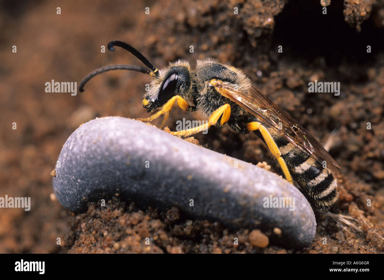 Halictus hi-res stock photography and images - Alamy
