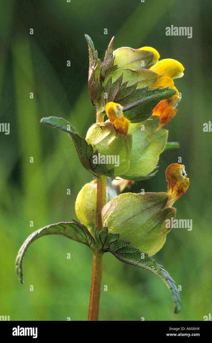 Yellow Rattle (Rhinanthus minor Stock Photo - Alamy