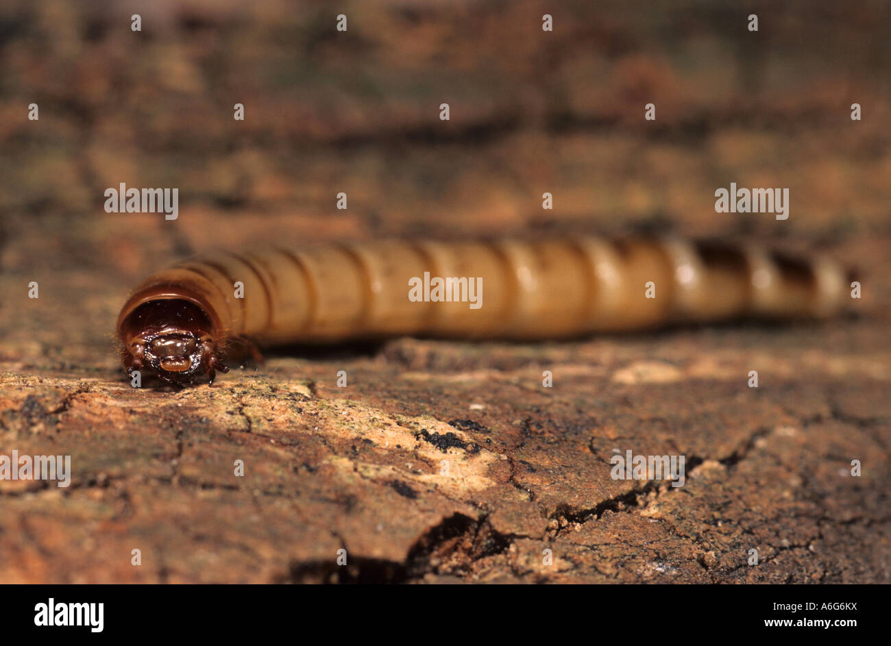 Superworm (Zophobas morio), captive Stock Photo - Alamy