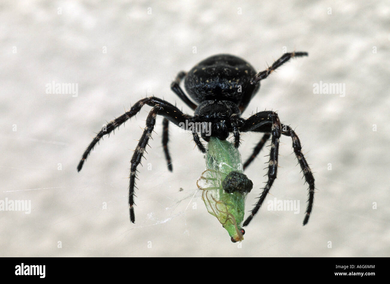 Walnut Orb-Weaver Spider (Nuctenea umbratica) green lacewing Stock ... Walnut Orb-Weaver Spider (Nuctenea umbratica) green lacewing Stock ...