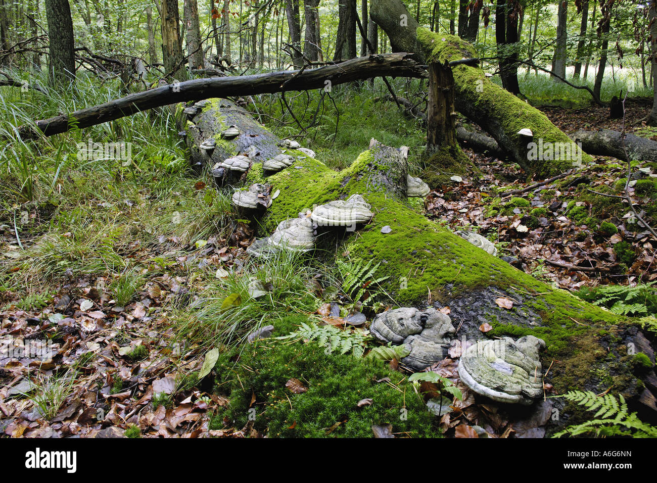 hoof fungus, tinder bracket (Fomes fomentarius), on overturned tree ...