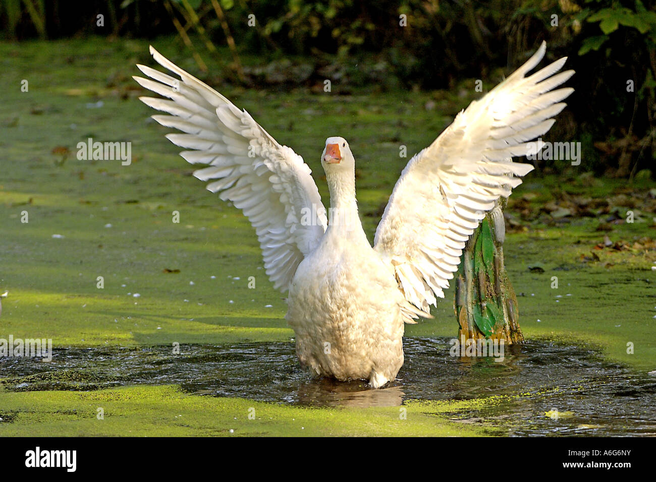 Flapping wings water plants hi-res stock photography and images - Alamy