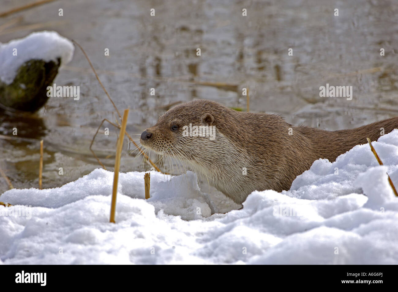 European river otter, European Otter, Eurasian Otter (Lutra lutra), at ...