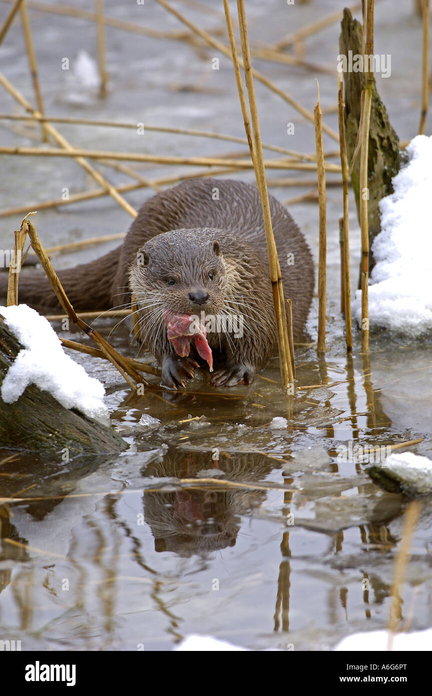 European river otter, European Otter, Eurasian Otter (Lutra lutra ...