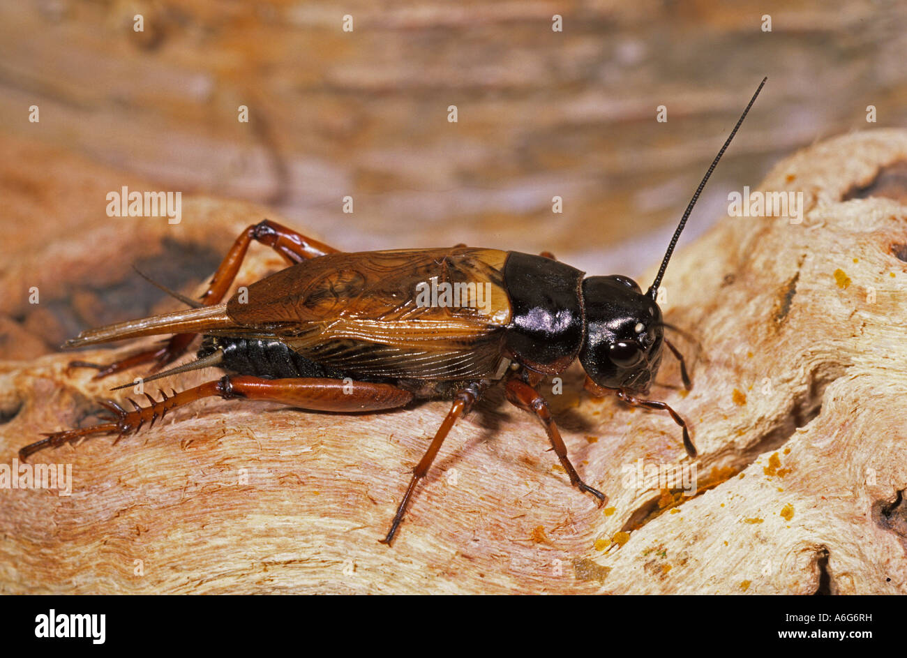 Gryllus gryllus bimaculatus captive hi-res stock photography and images ...