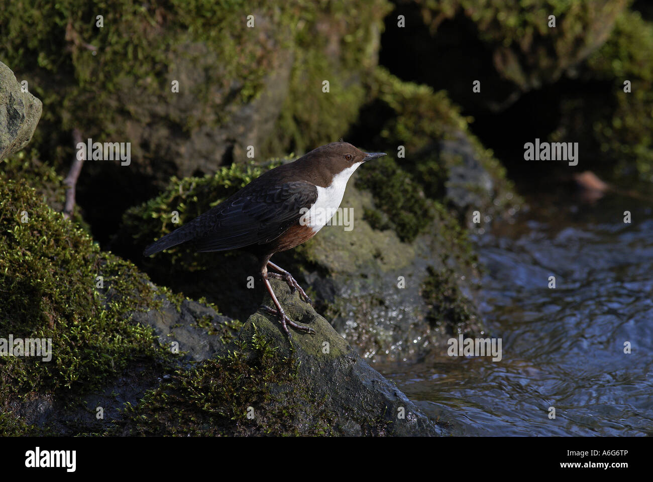 Water ouzel hi-res stock photography and images - Alamy