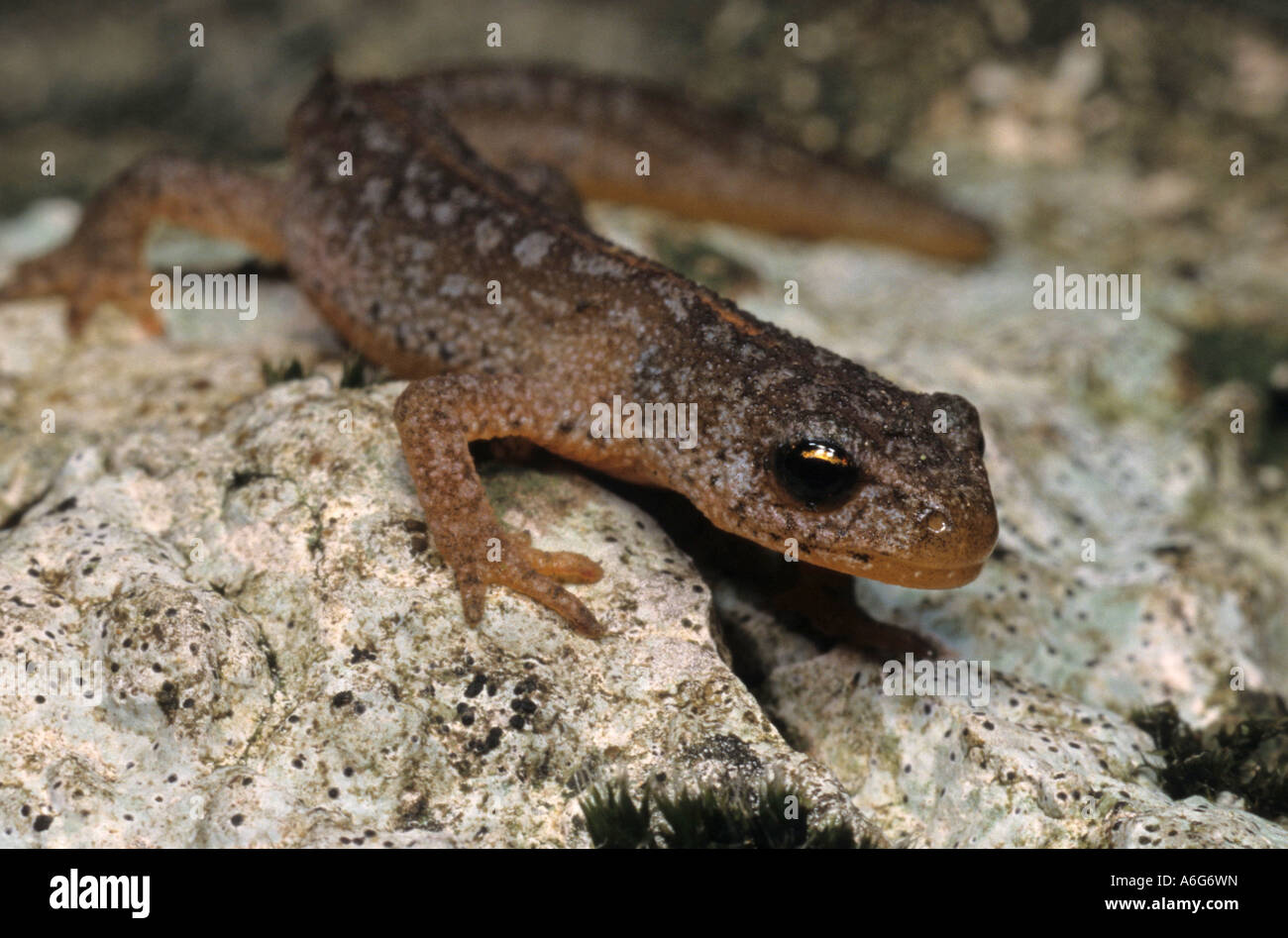Common Newt (Lissotriton vulgaris, formerly Triturus vulgaris) female ...