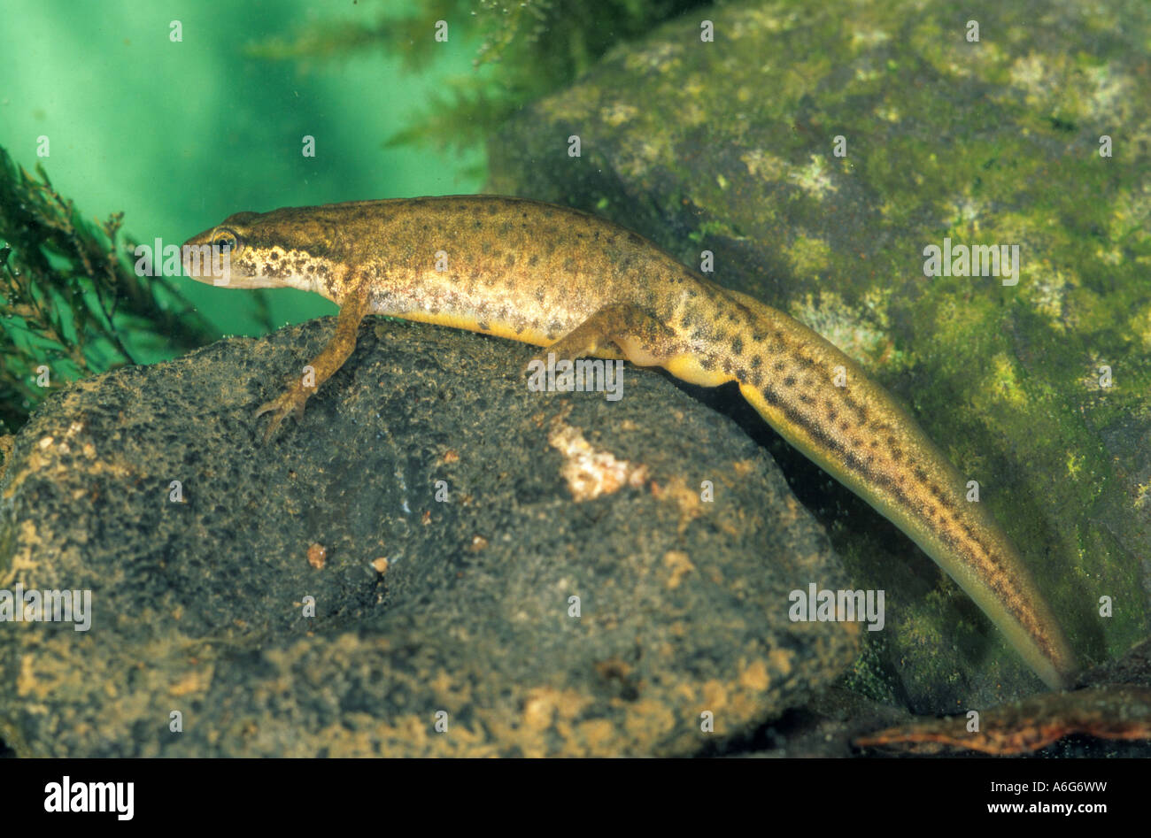 Common newt lissotriton vulgaris hi-res stock photography and images ...