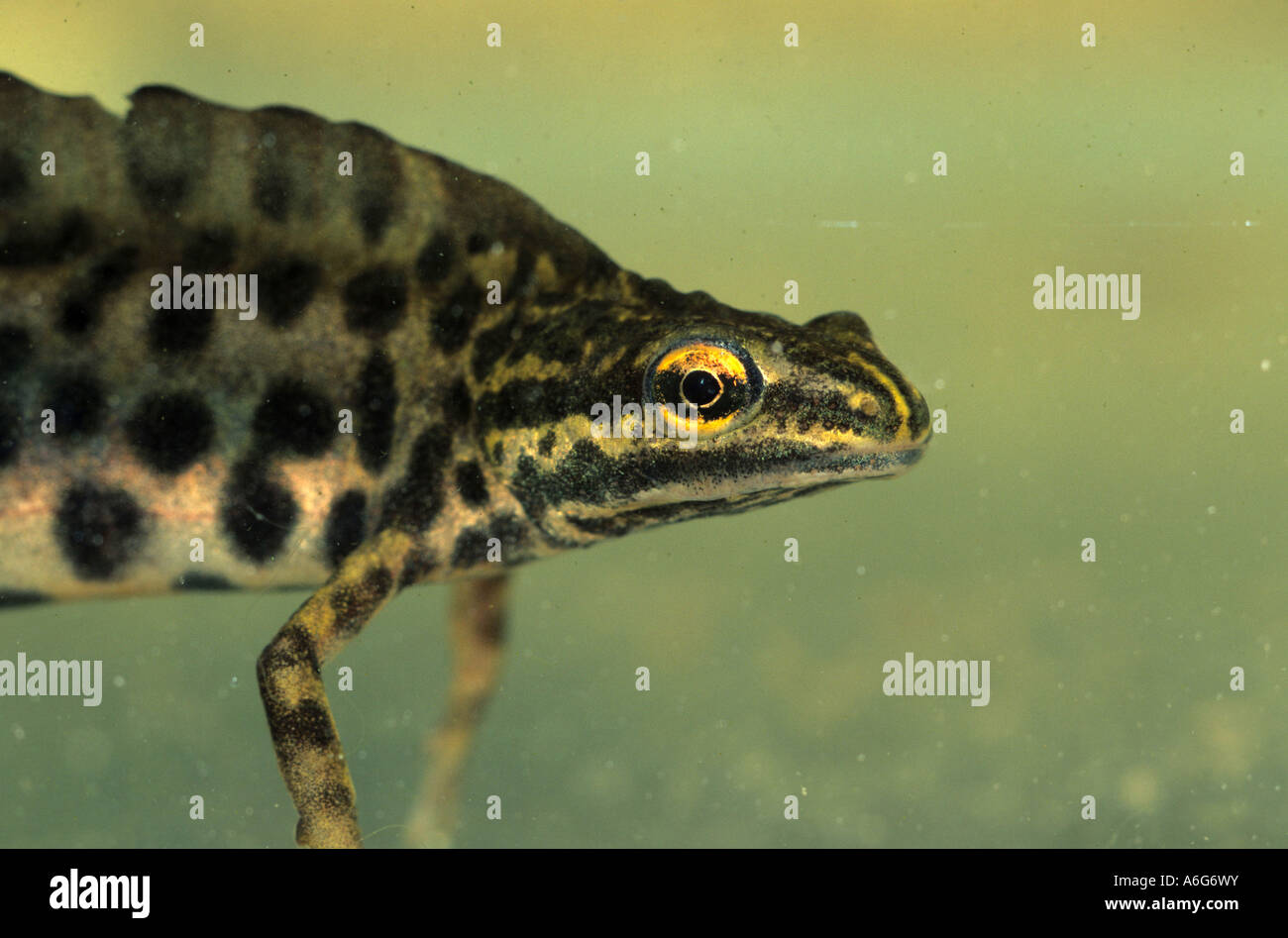 Common Newt (Lissotriton vulgaris, formerly Triturus vulgaris) male ...