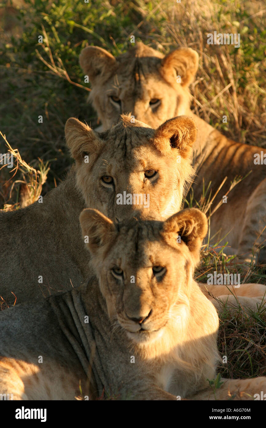 Three lions hi-res stock photography and images - Alamy