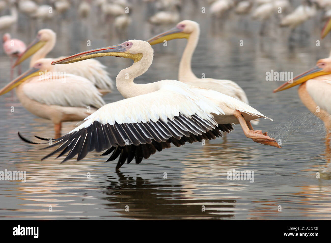 Pelican (pelicanus onocrotalus) in flight, Masai Mara, Kenya, Afrika ...
