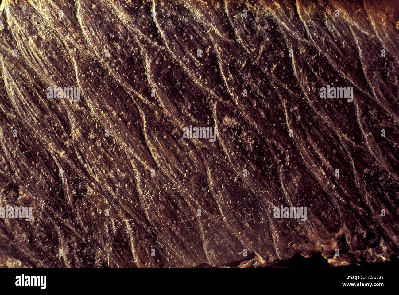 Fossil science hi-res stock photography and images - Alamy