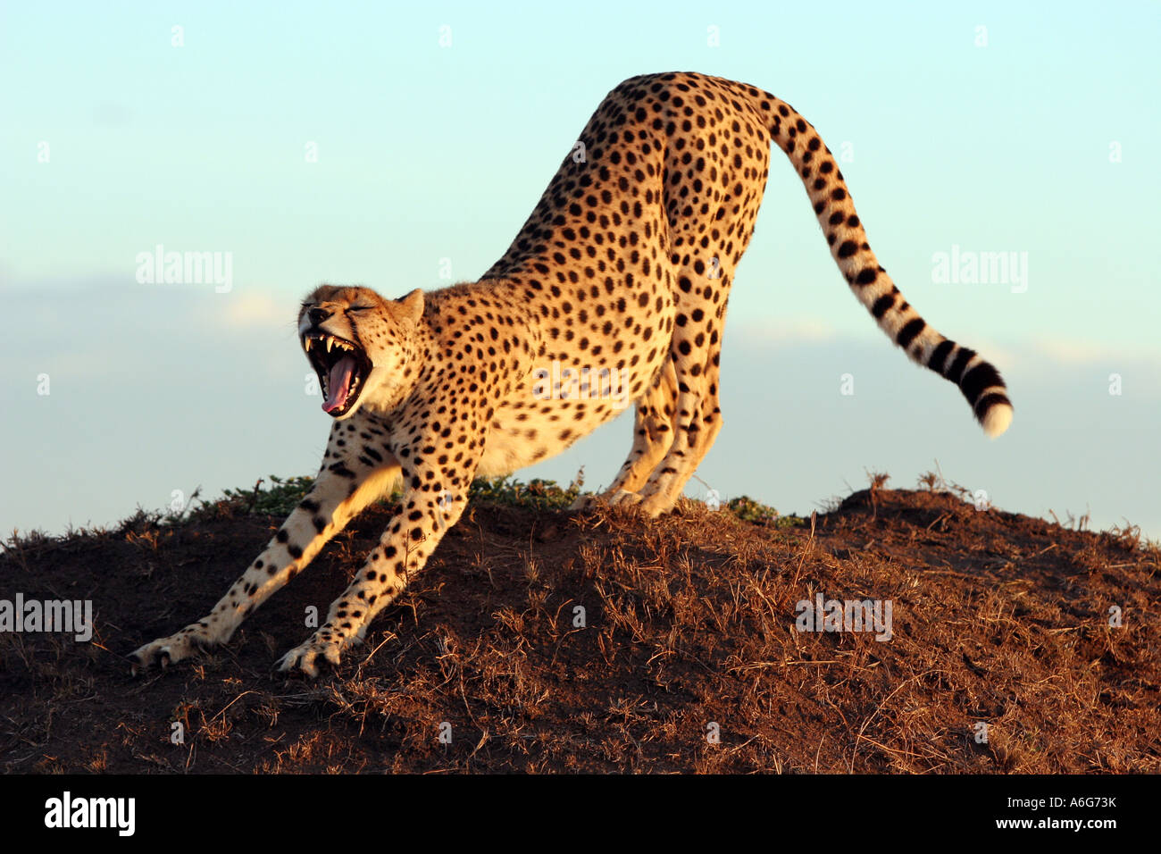 Stretch and yawn full body hi-res stock photography and images - Alamy