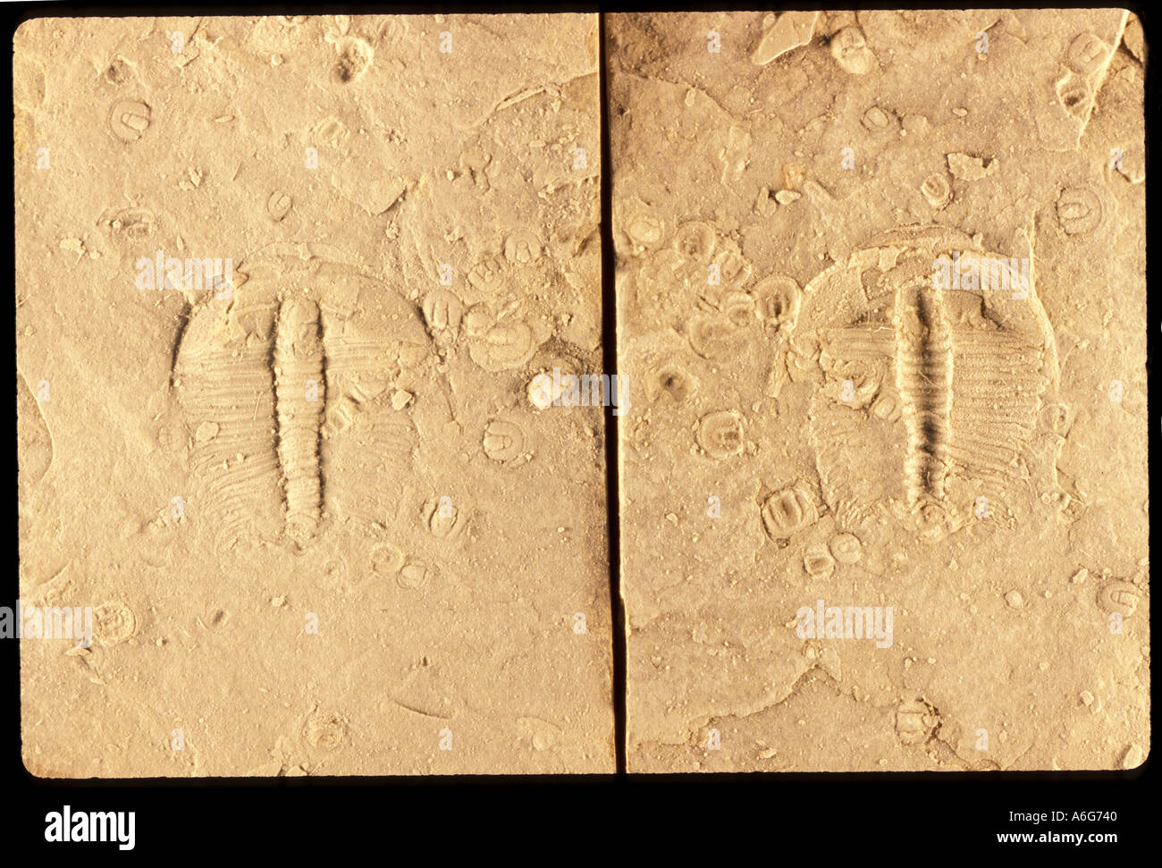 SCIENCE FOSSIL Fossil Stock Photo - Alamy