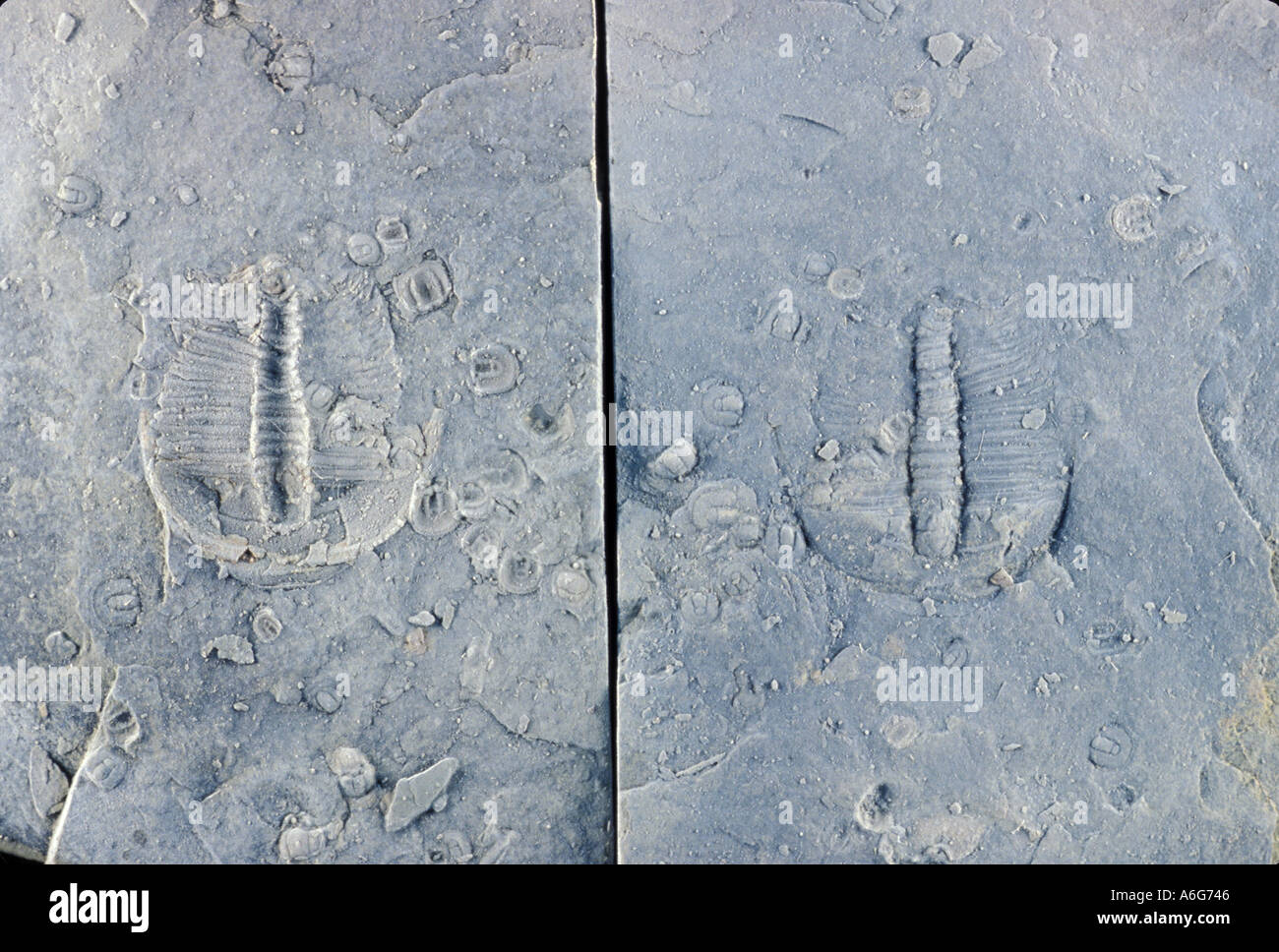 SCIENCE FOSSIL Fossil Stock Photo - Alamy