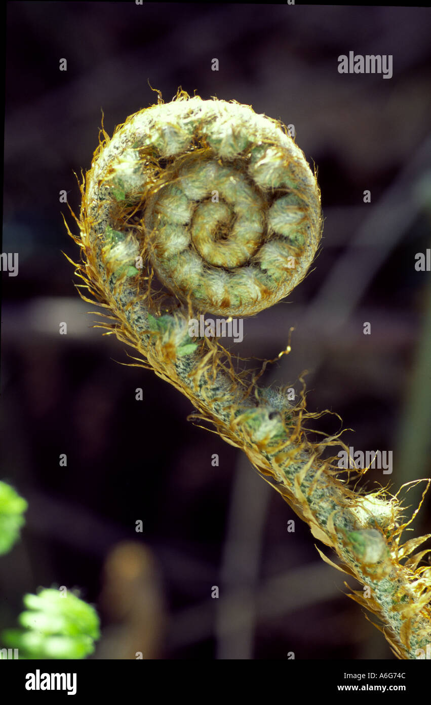 A fern unrolling a young frond, Pamphill, Wimborne, Dorset Stock Photo ...
