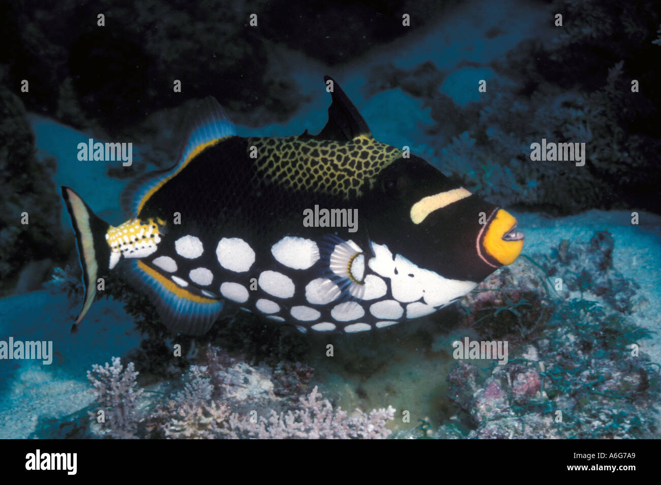 MARINE CLOWN Trigger Stock Photo - Alamy