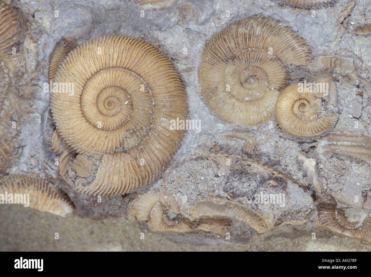 SCIENCE FOSSIL Ammonite Shell Stock Photo - Alamy