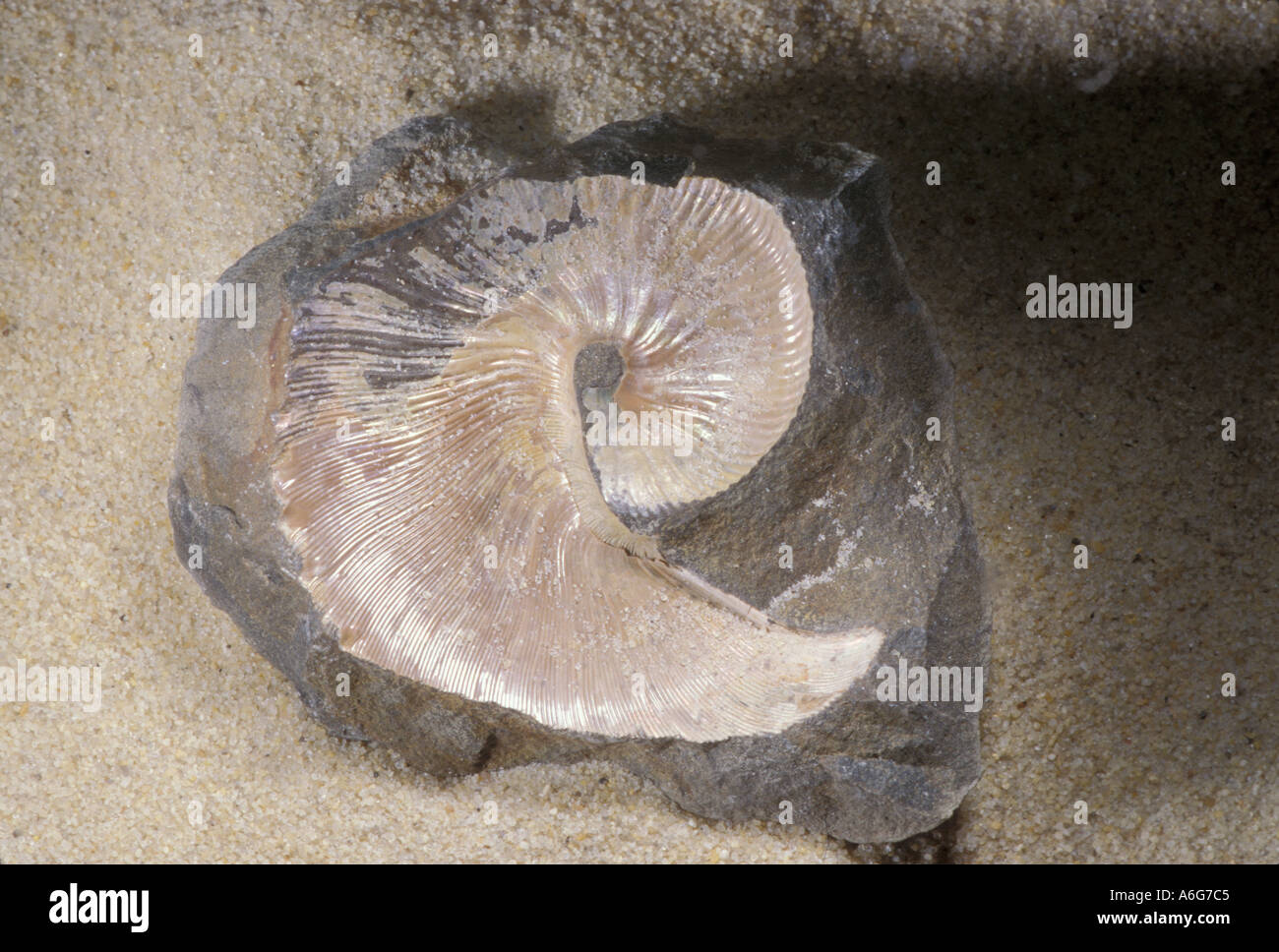 SCIENCE FOSSIL Ammonite Shell Stock Photo - Alamy